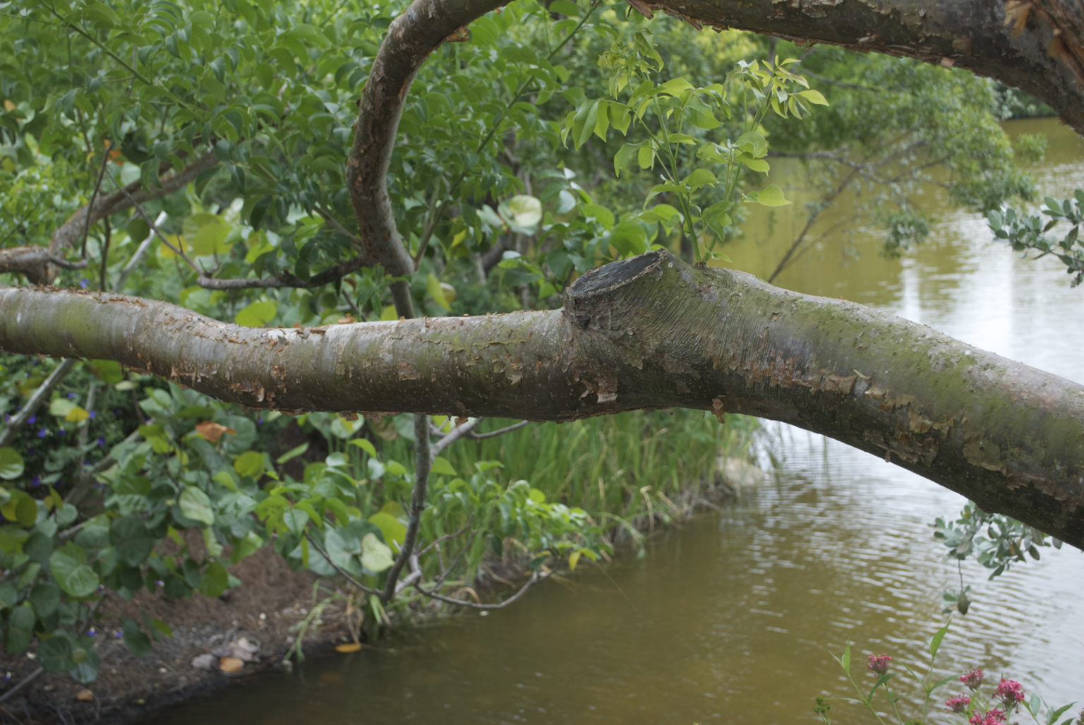 Gallery | – Cursios, Foiled Again!